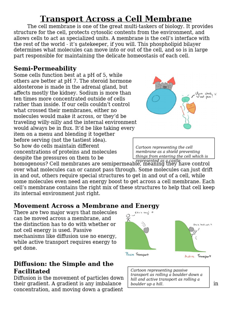 Cell Membrane Transport Mechanisms | PDF | Cell Membrane | Diffusion