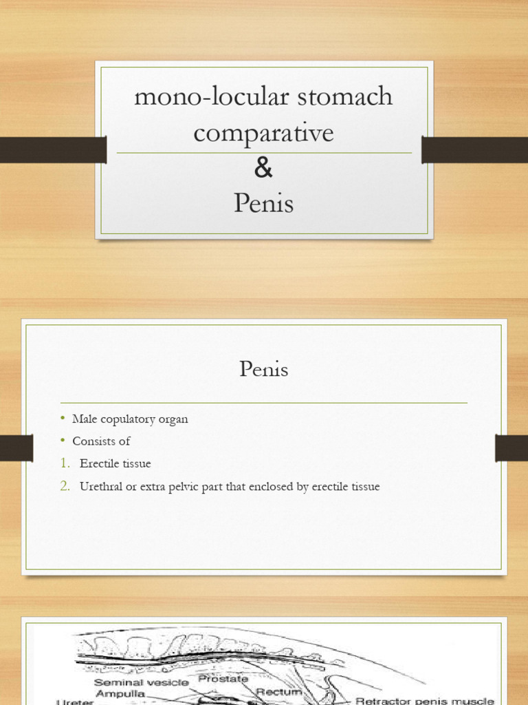 Mono-Locular Stomach & Penis Comparative | PDF | Religion & Spirituality