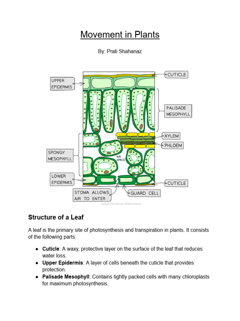 Movement in Plants | PDF | Stoma | Leaf