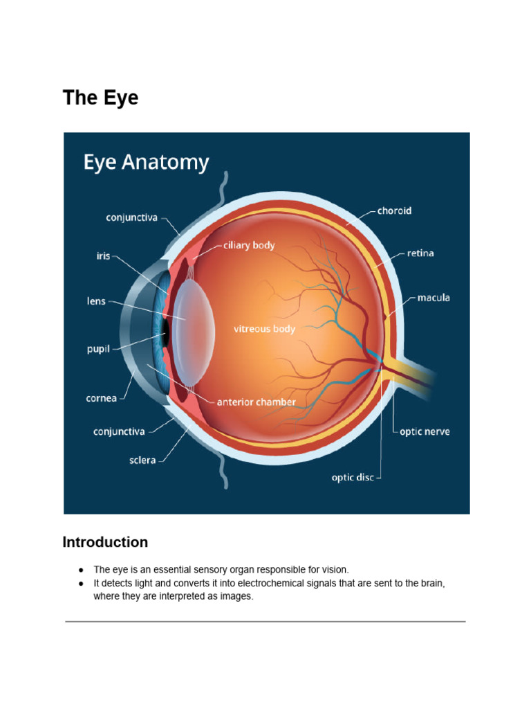The_Eye | PDF | Eye | Retina