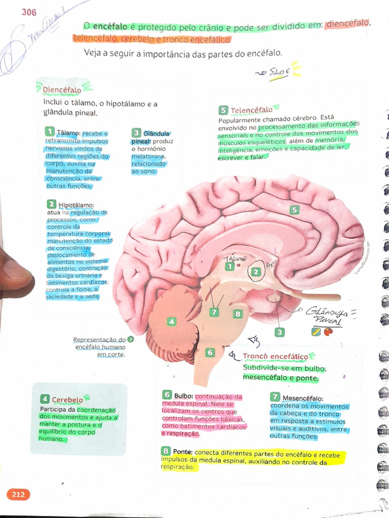 Anatomia Encefálica - Tablet | PDF