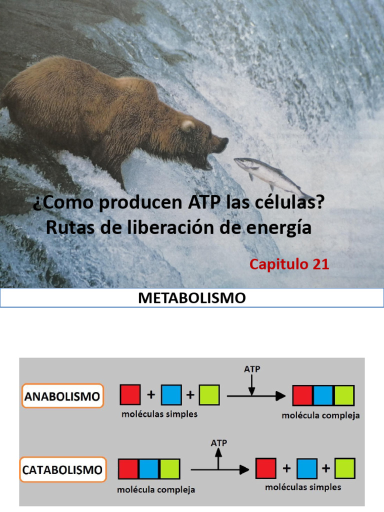 Respiración Celular | PDF | Respiración celular | Trifosfato de adenosina