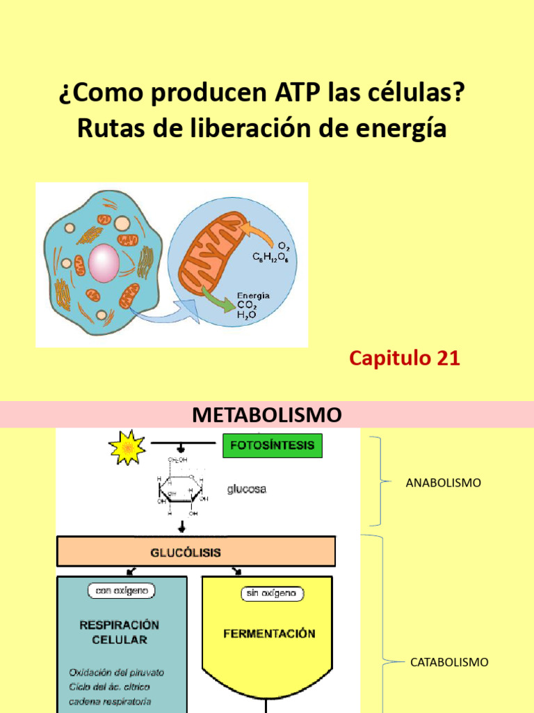 21.Como producen ATP las células | PDF | Respiración celular | Trifosfato de adenosina