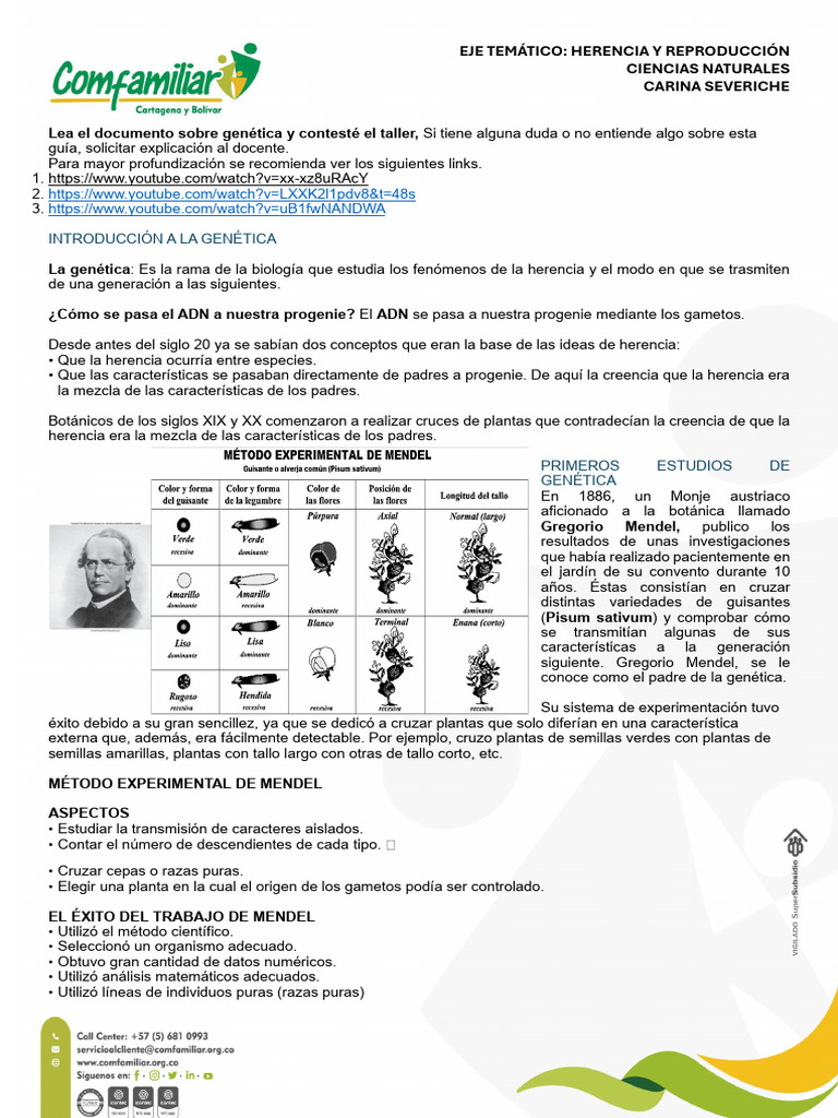 Taller Genética Grado 11 | PDF | Dominancia (Genética) | Alelo