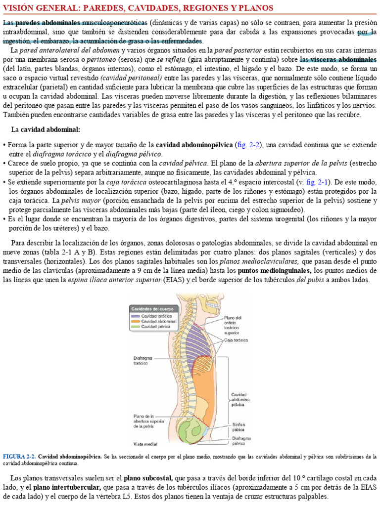 Anatomía de la Cavidad Abdominal y Paredes | PDF | Abdomen | Sistema ...