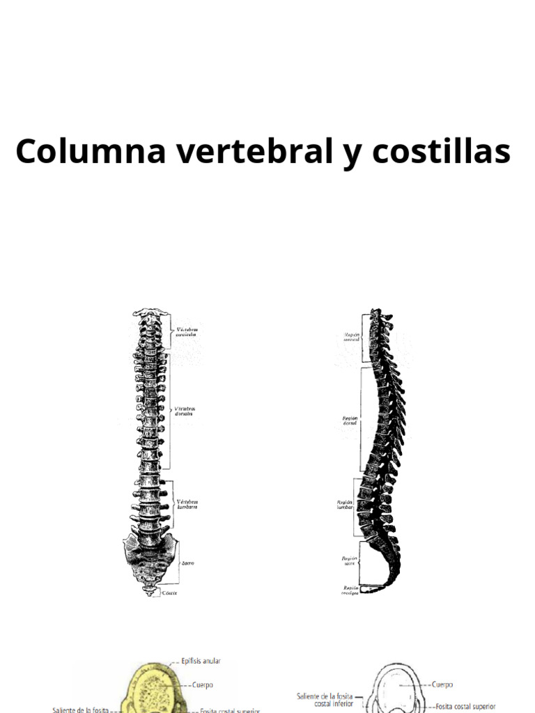 Columna Vertebral y Costillas | PDF