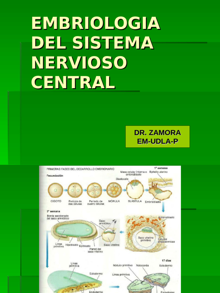 Embriologia Del Sistema Nervioso Central | PDF | Sistema nervioso | Cerebro
