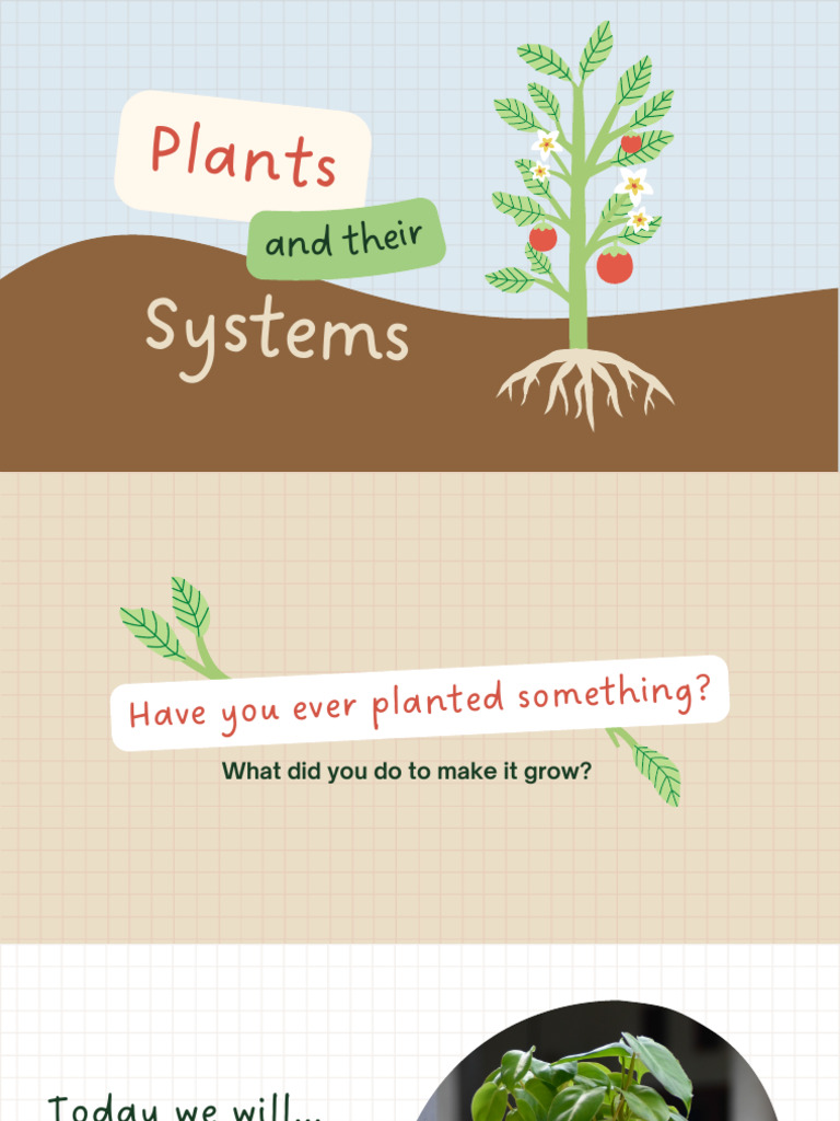 Plants and Their Systems | PDF | Root | Leaf