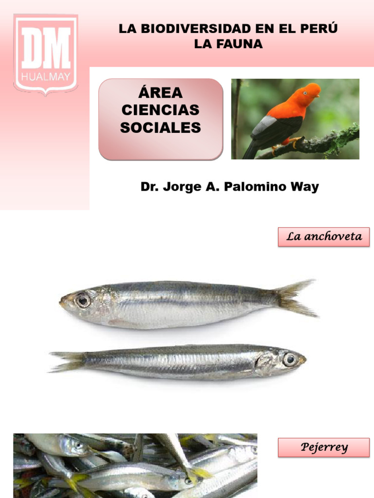 Presentación de Fauna Perú | PDF | Arte
