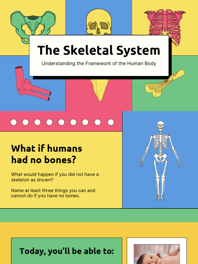 The Skeleton System | PDF | Skeleton | Bone