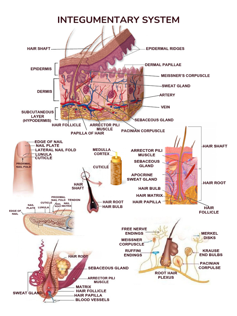 Final Integumentary | PDF | Hair | Integumentary System