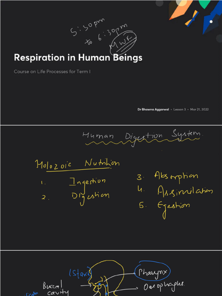 Respiration in Human Beings | PDF