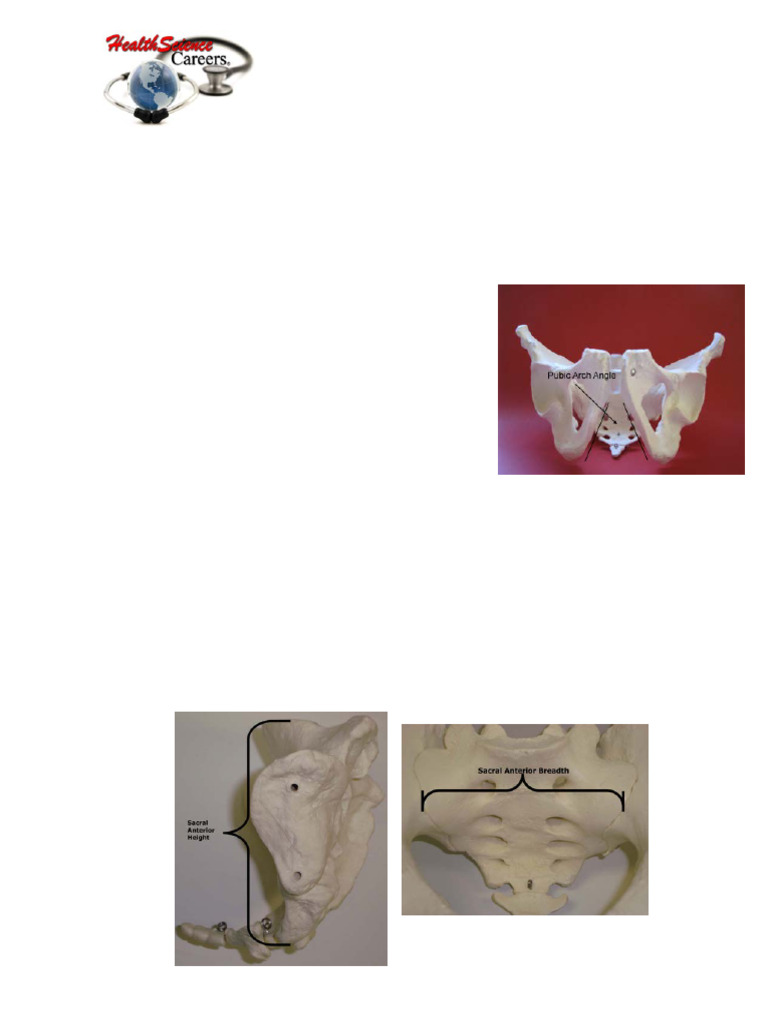 Bone Forensics Worksheet Activity | PDF | Wellness | Science & Mathematics