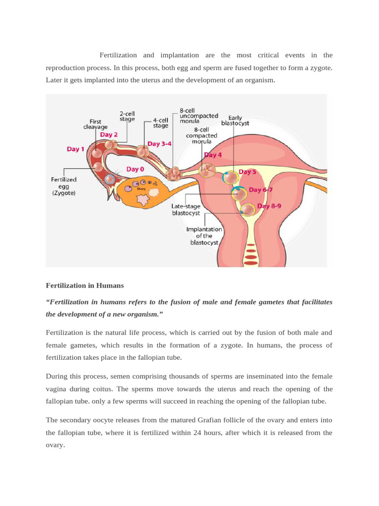 Fertilization | PDF | Fertilisation | Sperm