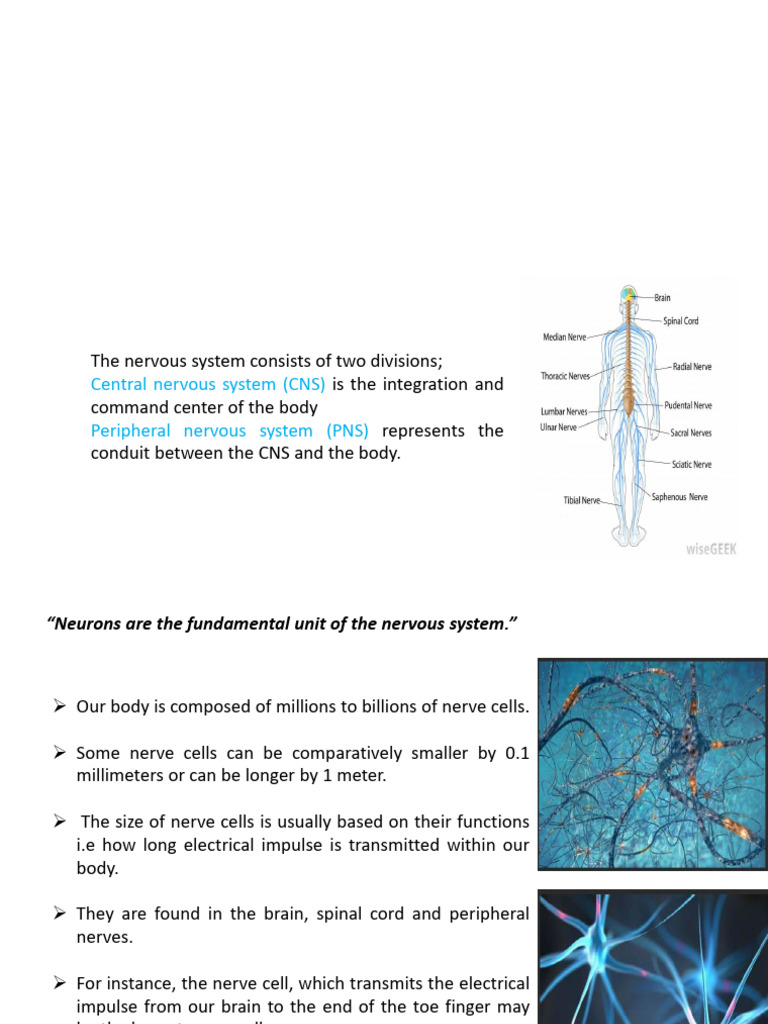 Introduction To NN | PDF | Neuron | Nervous System