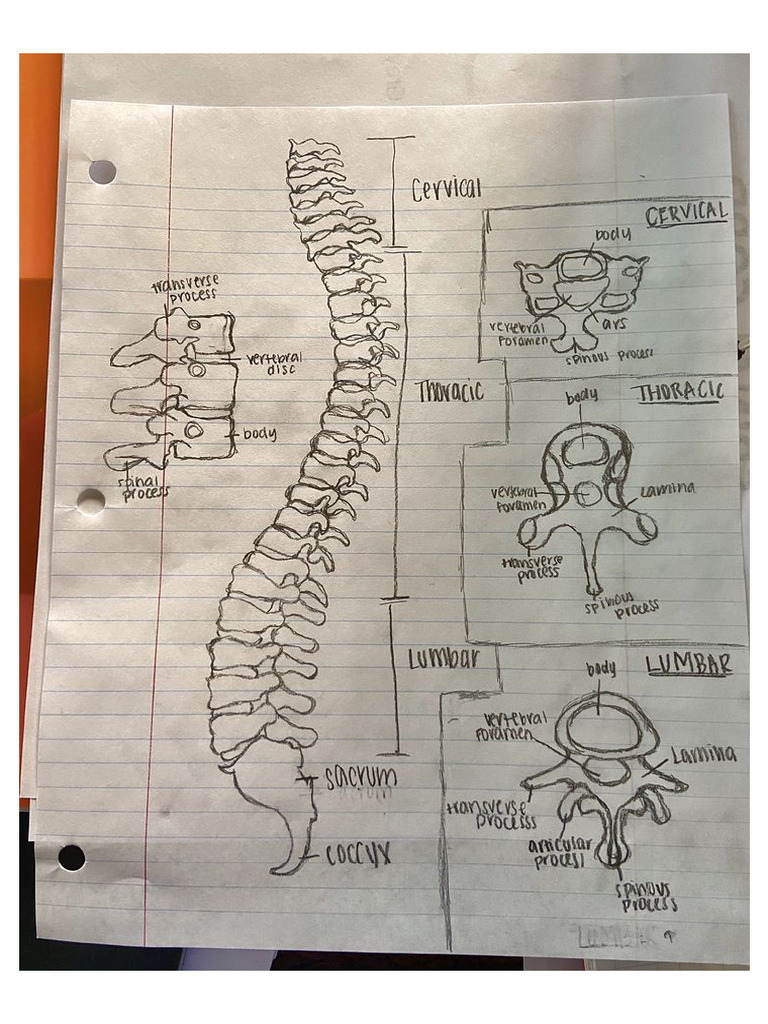 Structure of The Segments of The Spine | PDF
