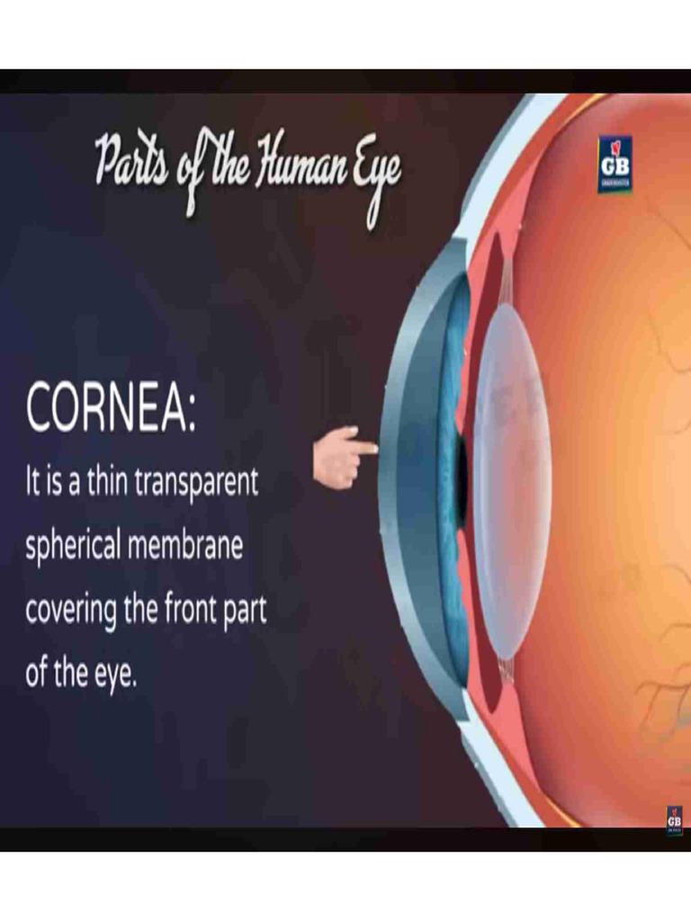 Science Human Eye Class 10th | PDF