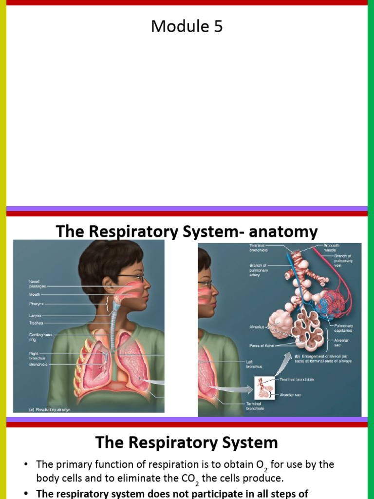 Module 5 - Respiratory System For Biomeds | PDF | Lung | Respiratory System