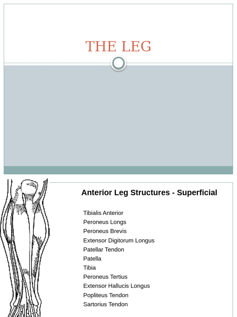 Leg and Ankle By. Dr. Taiwo-Ola | PDF | Foot | Human Leg