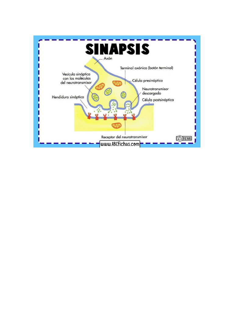 Sinapsis | PDF