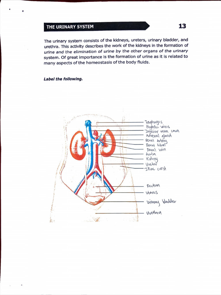 DLab Activity 13 | PDF