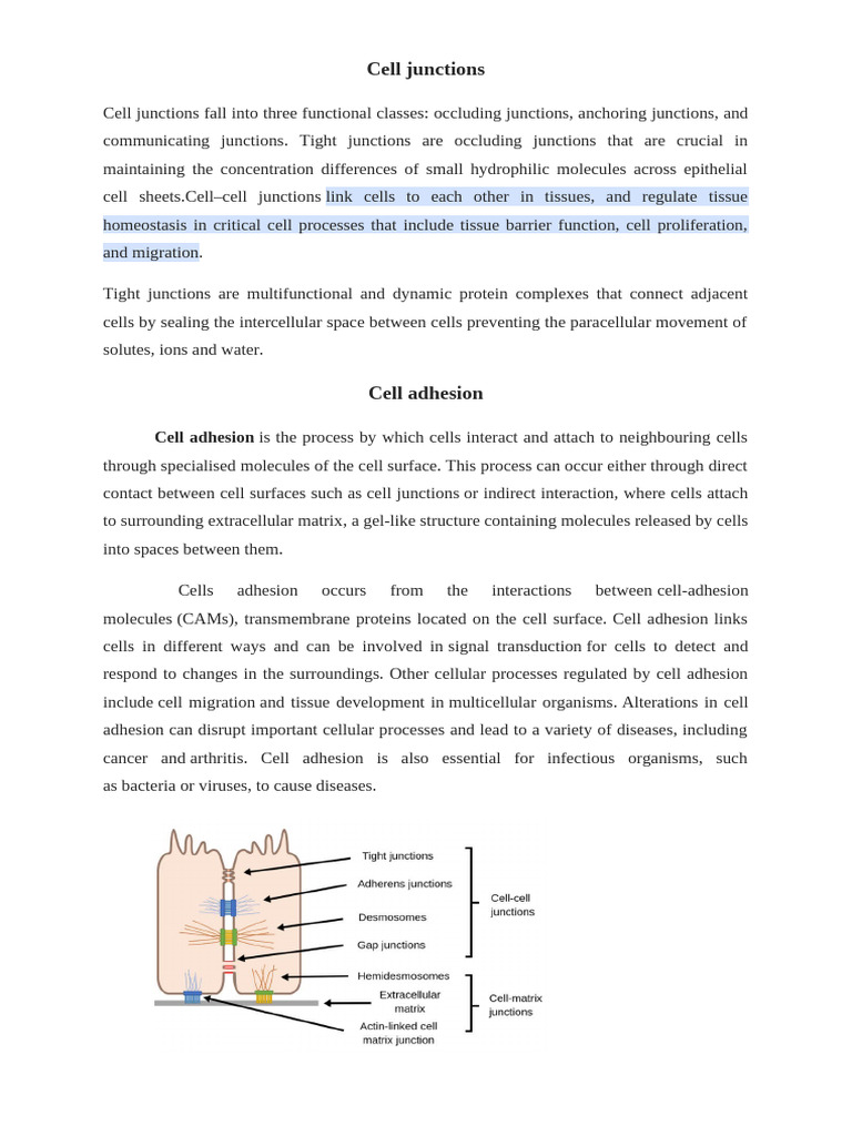 Understanding Cell Junctions and Adhesion | PDF | Social Science | Wellness