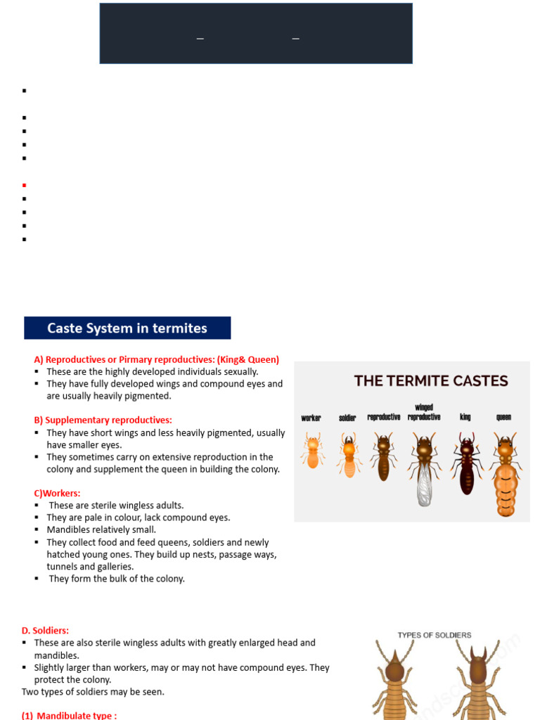 Isoptera and Odonata Morphology Overview | PDF | Dragonfly | Arthropods