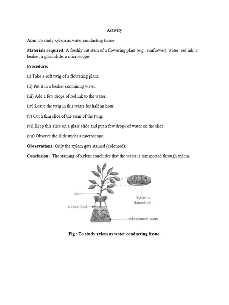 Class VIII, Biology Activities | PDF | Leaf | Tissue (Biology)