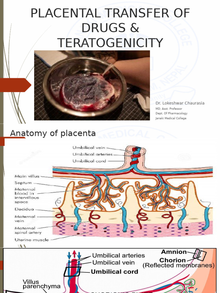 Placental Transfer of Drugs and Teratogenicity | PDF | Fetus | Clinical ...