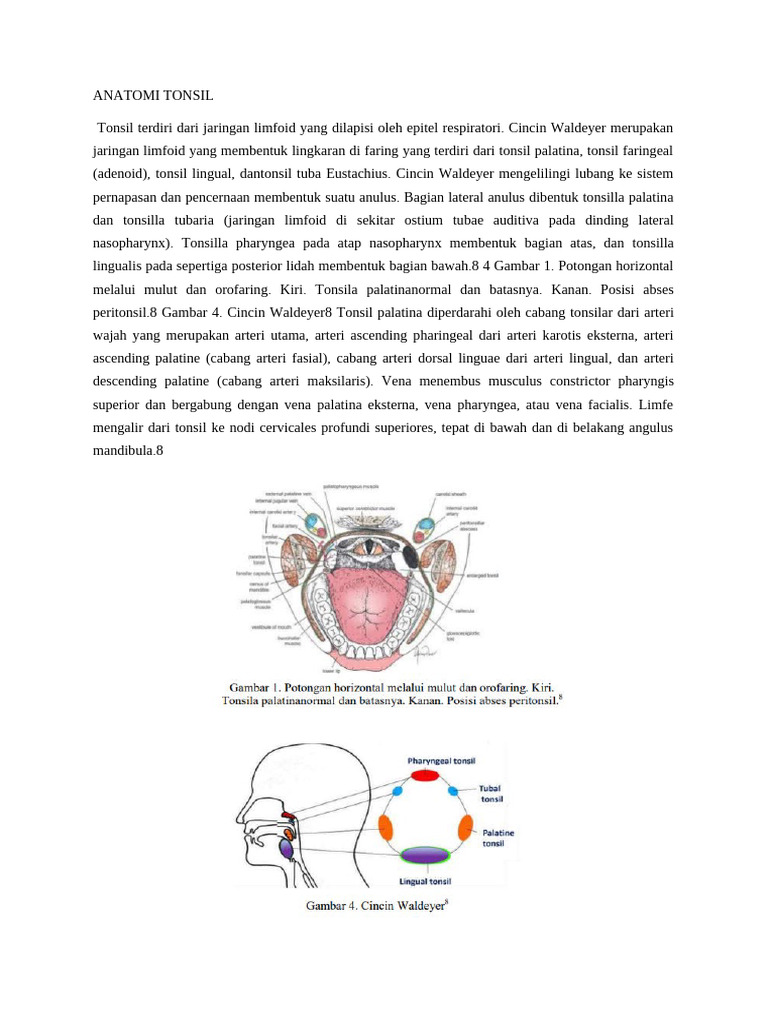 Anatomi Tonsil | PDF | Perjalanan | Sains & Matematika