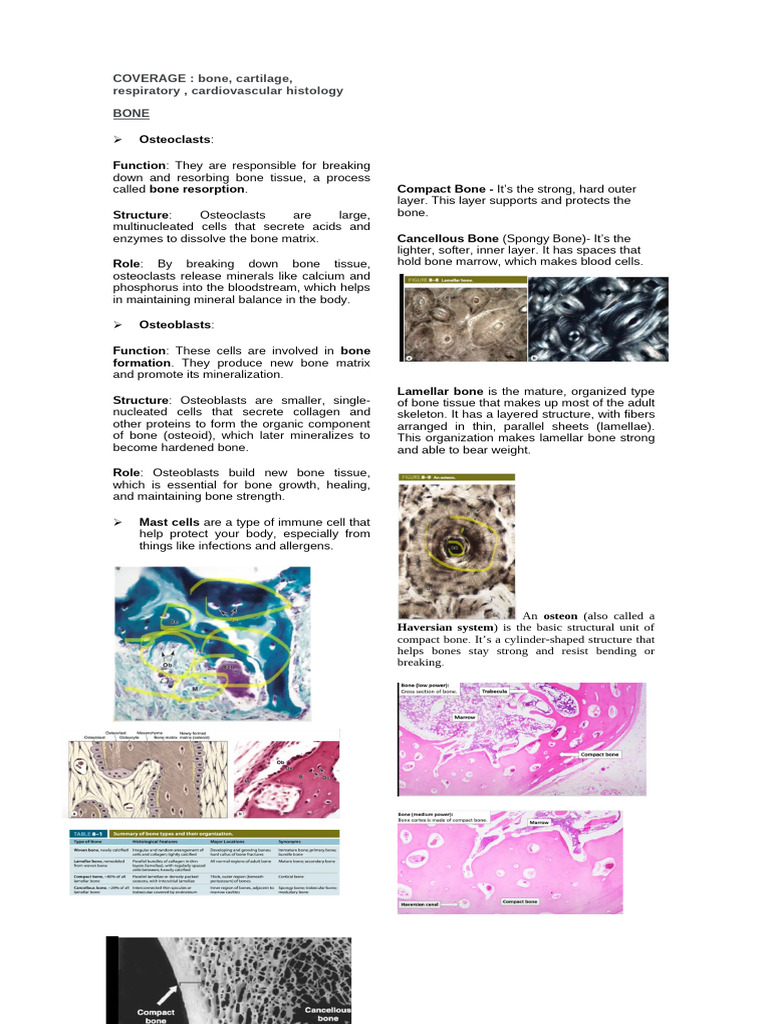 Histoooo | PDF | Bone | Osteoblast