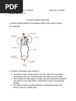 Sheep Kidney Dissection Guide | PDF