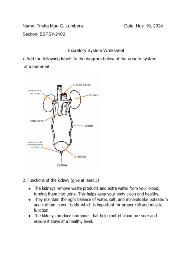 Excretory system Lab Worksheet.docx | PDF | Kidney | Anatomy