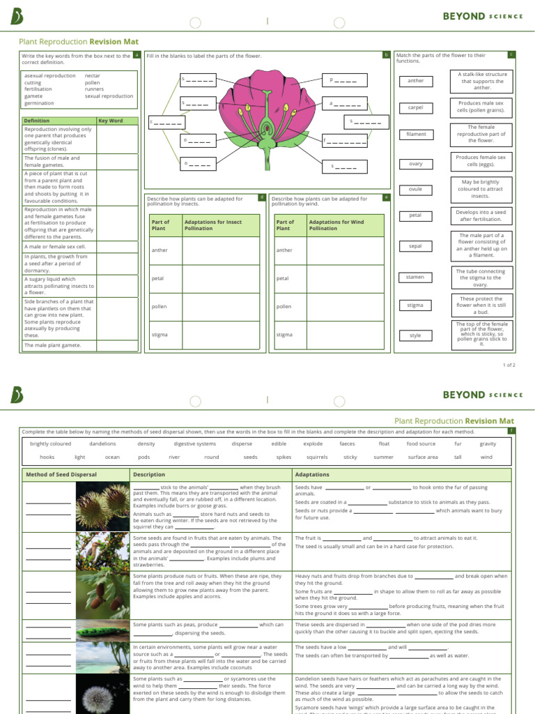 Plant Reproduction Revision Mat Foundation | PDF | Plant Reproduction ...