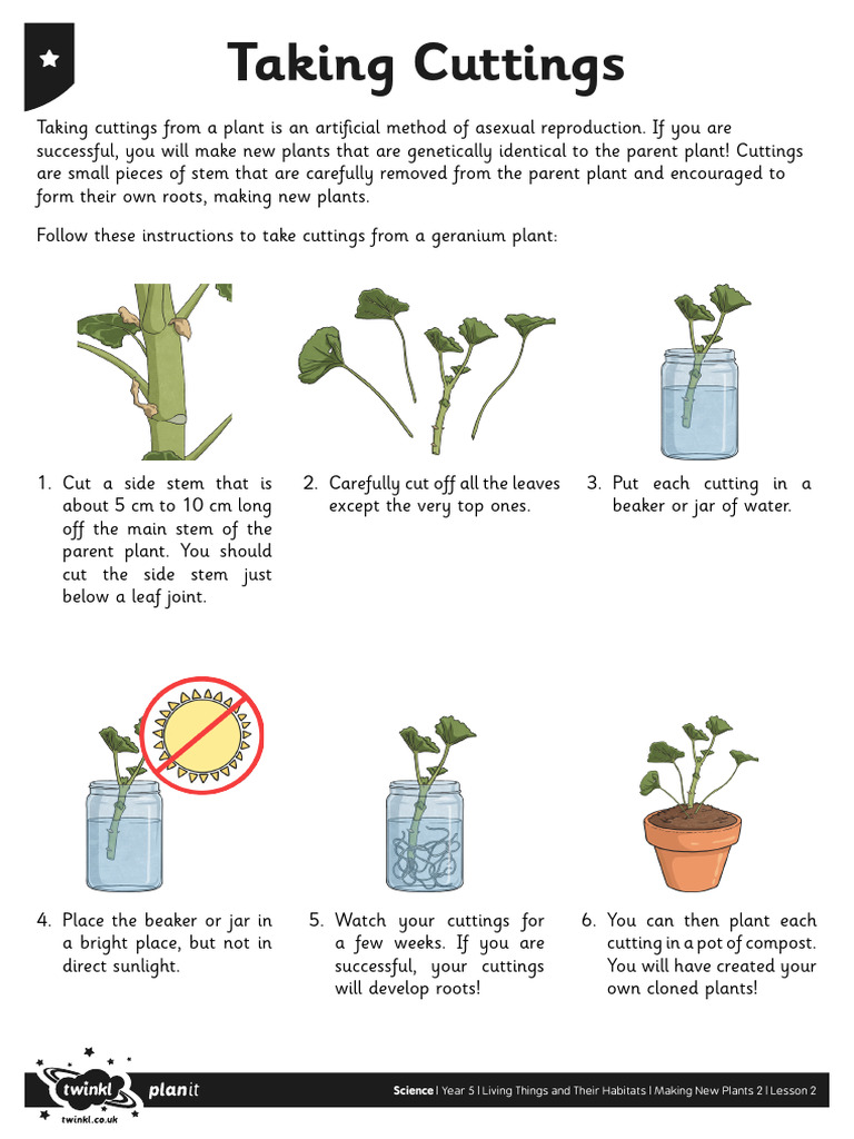 Taking Cuttings: Asexual Plant Reproduction | PDF | Plants ...