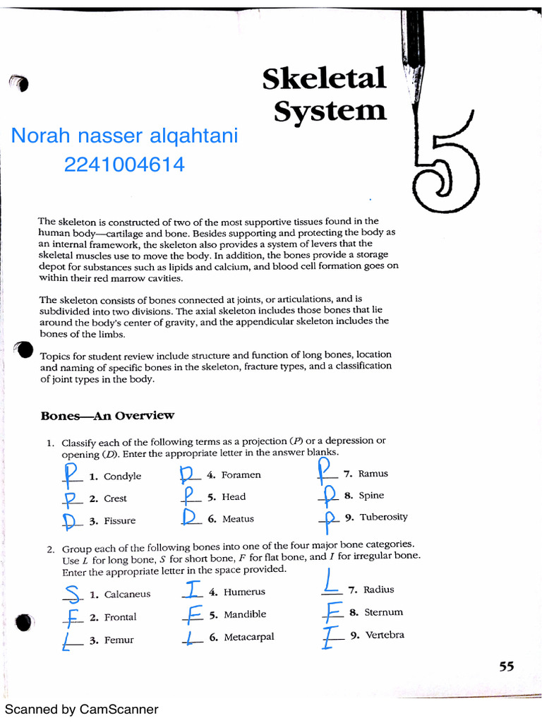 Yyyyreview Worksheets of Skeletal | PDF | Science & Mathematics | Young ...