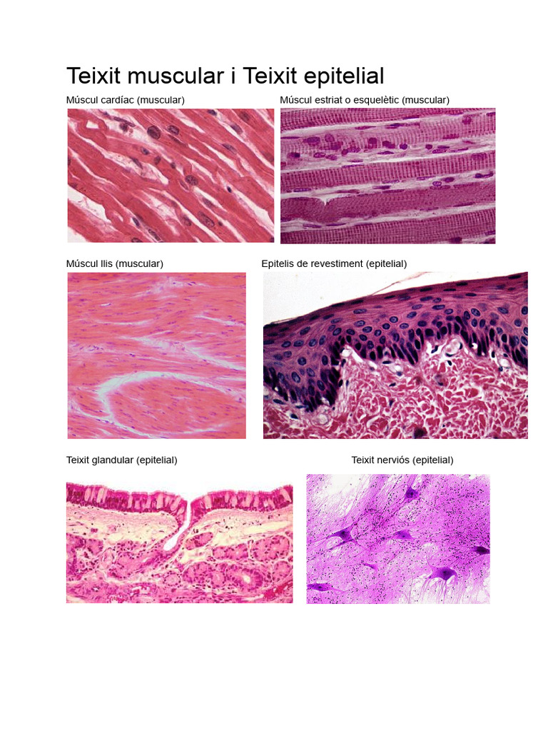 Tipus de Teixits | PDF