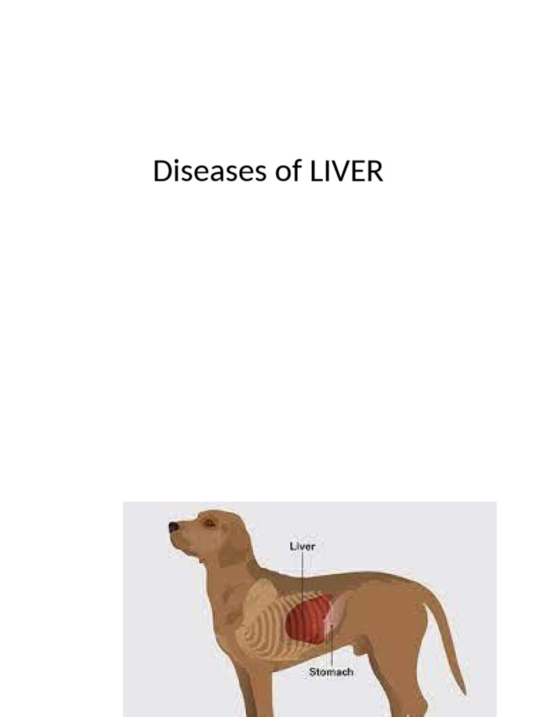 Comprehensive Guide to Liver Diseases | PDF | Liver | Medical Specialties