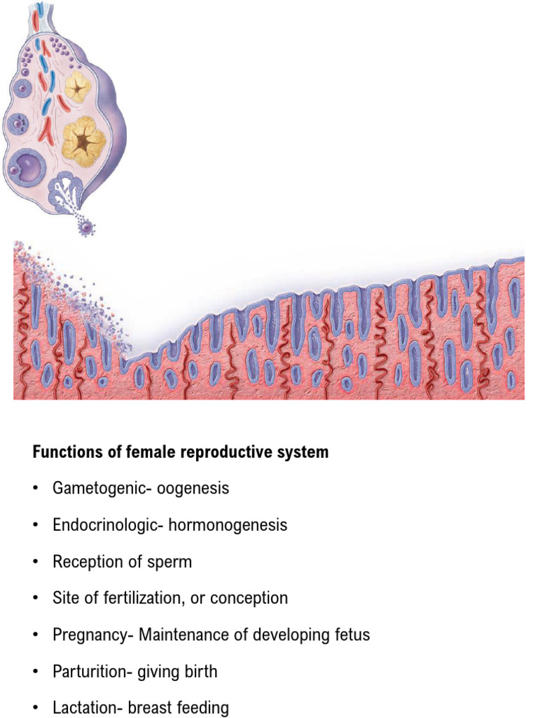 Female Reproductive Physiology | PDF | Menstrual Cycle | Ovary