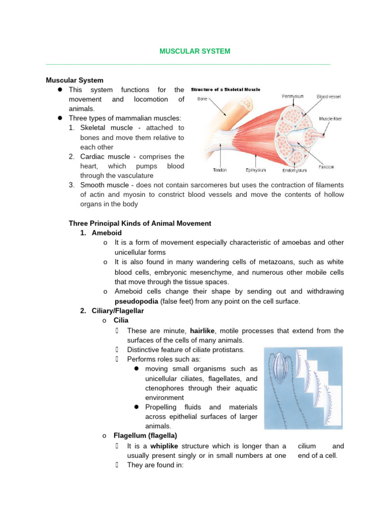 Muscular System | PDF | Muscle Contraction | Muscle
