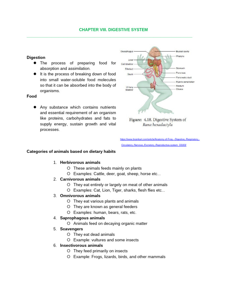 Digestive System | PDF | Digestion | Stomach
