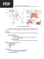 Cattle Respiratory System Overview | PDF | Lung | Respiratory Tract