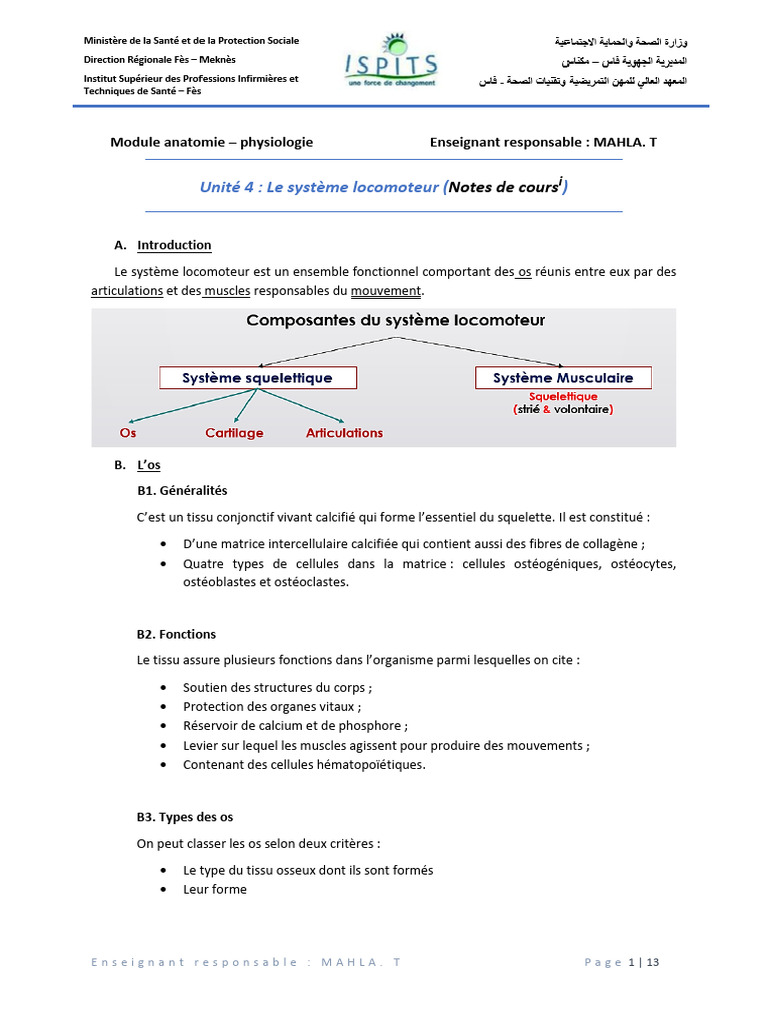 Anatomie du Système Locomoteur | PDF | Contraction du muscle | Pied