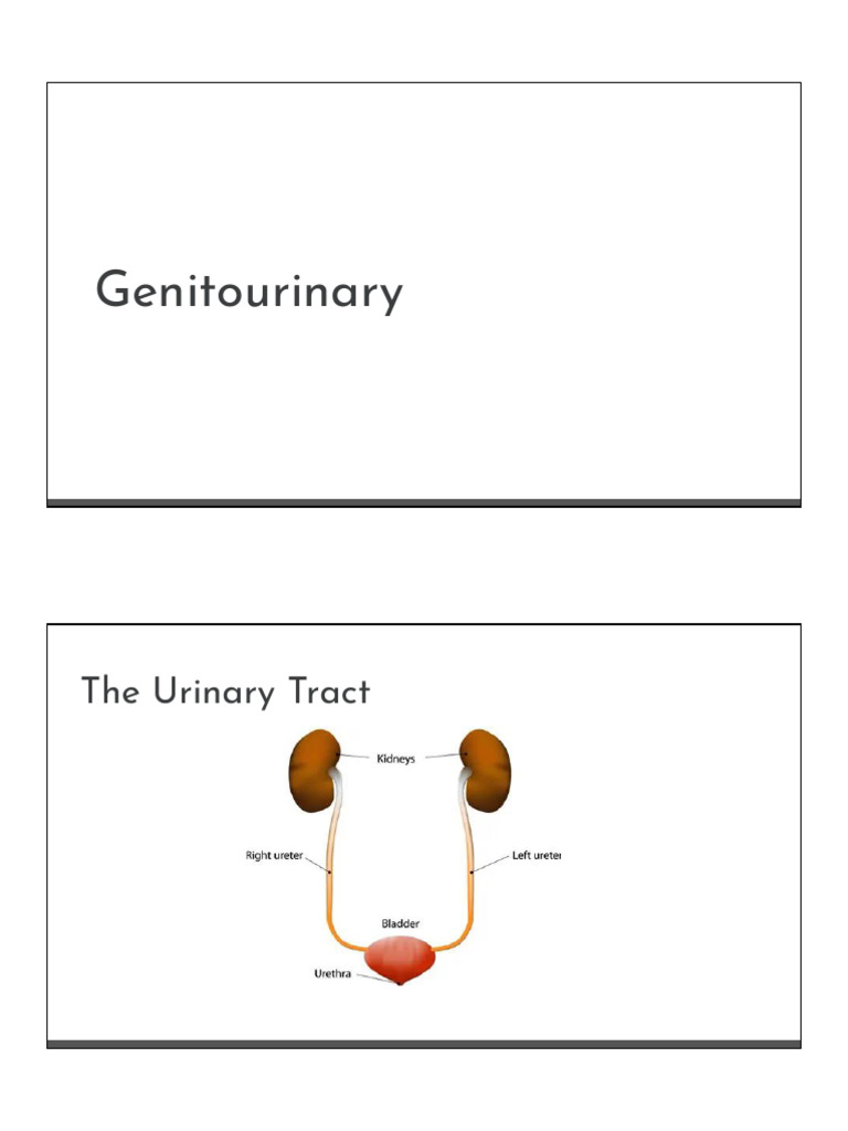Genitourinary | PDF | Hemodialysis | Kidney