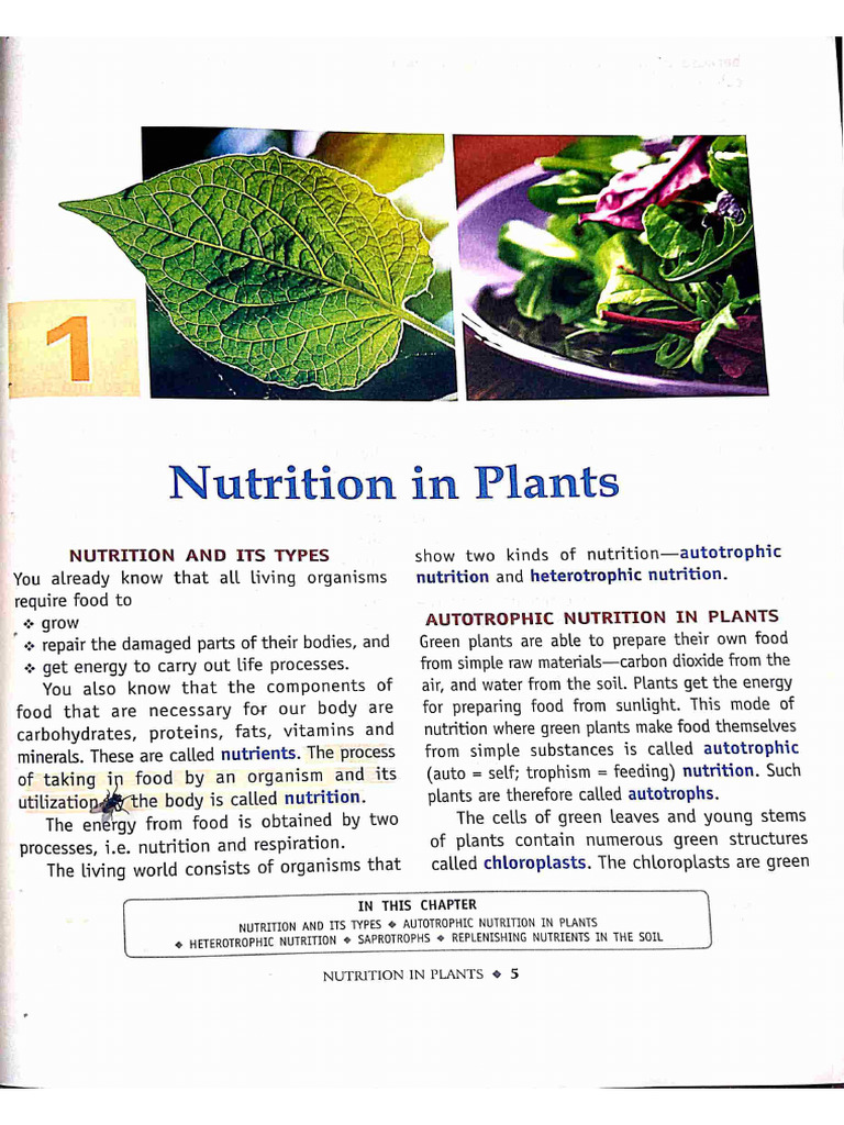 Science - Nutrition in Plants | PDF