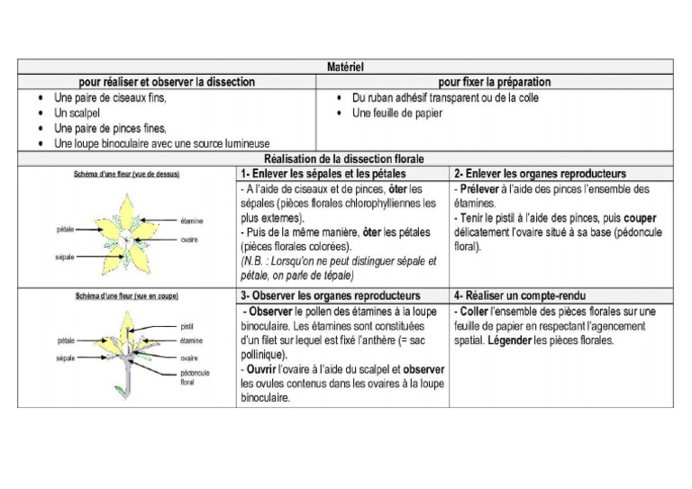 Protocole Dissection Florale | PDF
