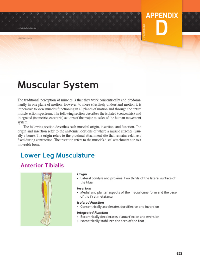 Anatomy 1 | PDF | Limbs (Anatomy) | Musculoskeletal System