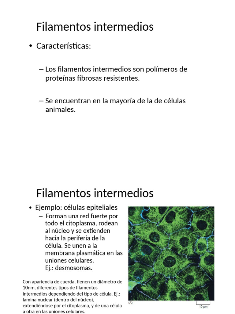 Sesión19 Filamentos Intermedios | PDF | Ciencia y matemáticas
