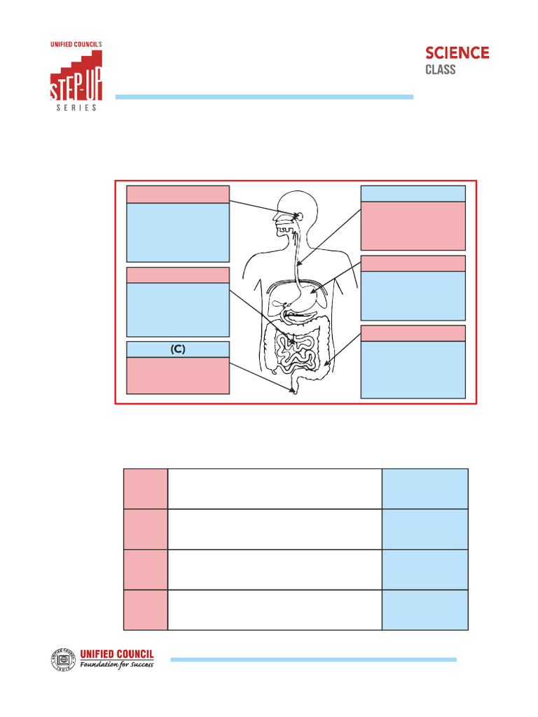 Chapter-2 SUP SCIENCE CLASS 7 QP | PDF | Digestion | Foods