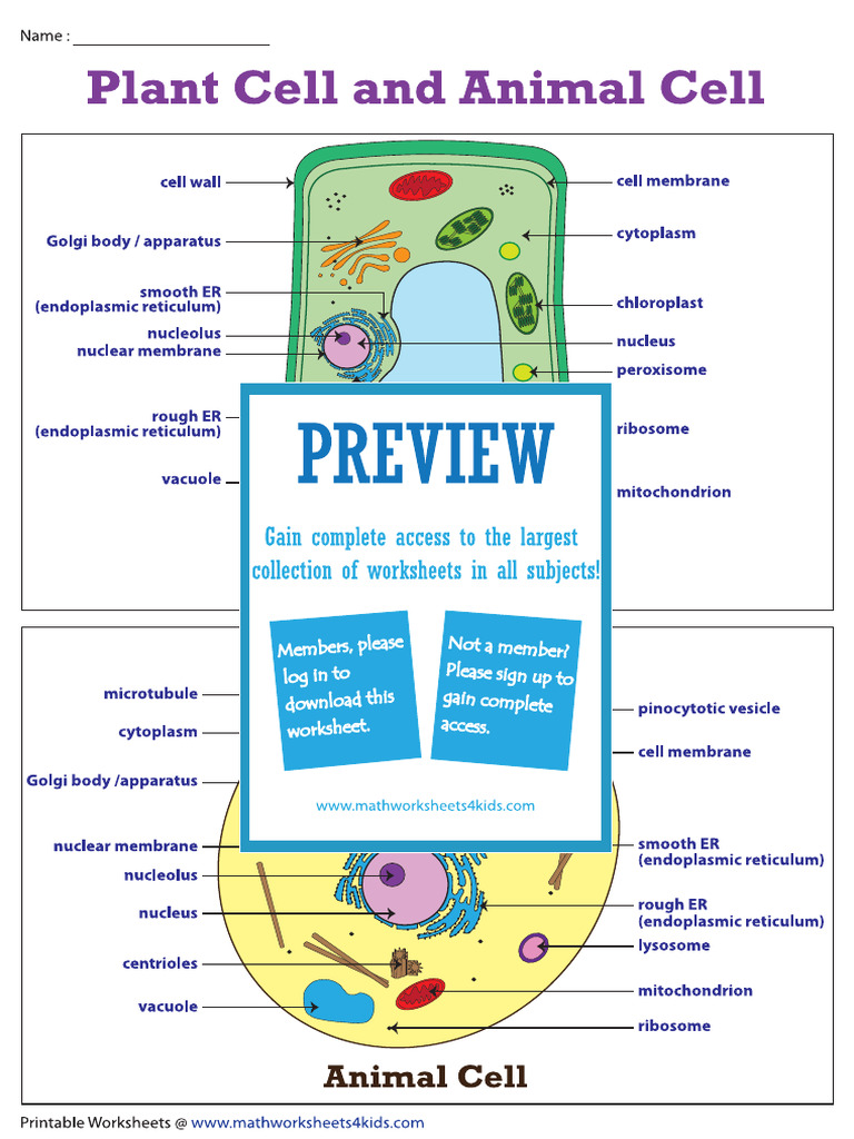 Plant Animal Cell Chart | PDF | Biology